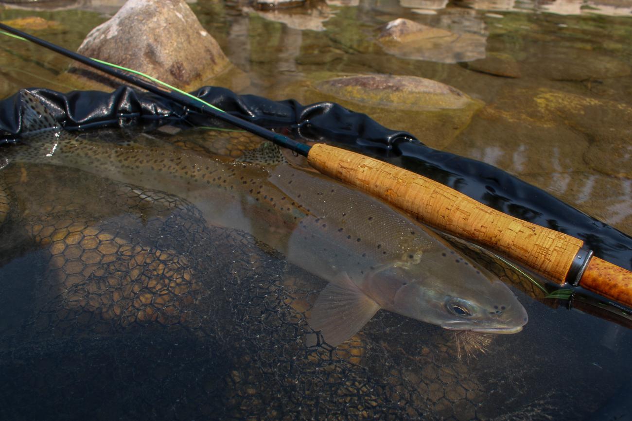Fly fishing in Alberta, Canada | Trout & Co
