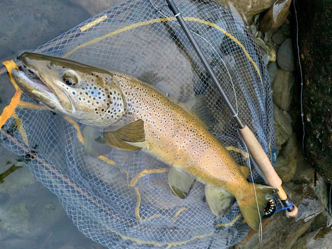 How to choose a Euro Nymphing rod ? | Trout & Co