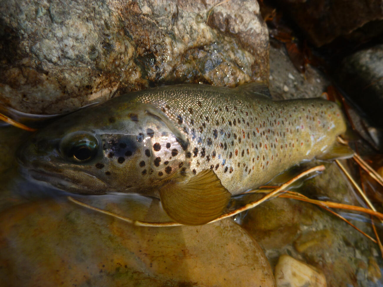 How to build a Euro Nymphing leader | Trout & Co