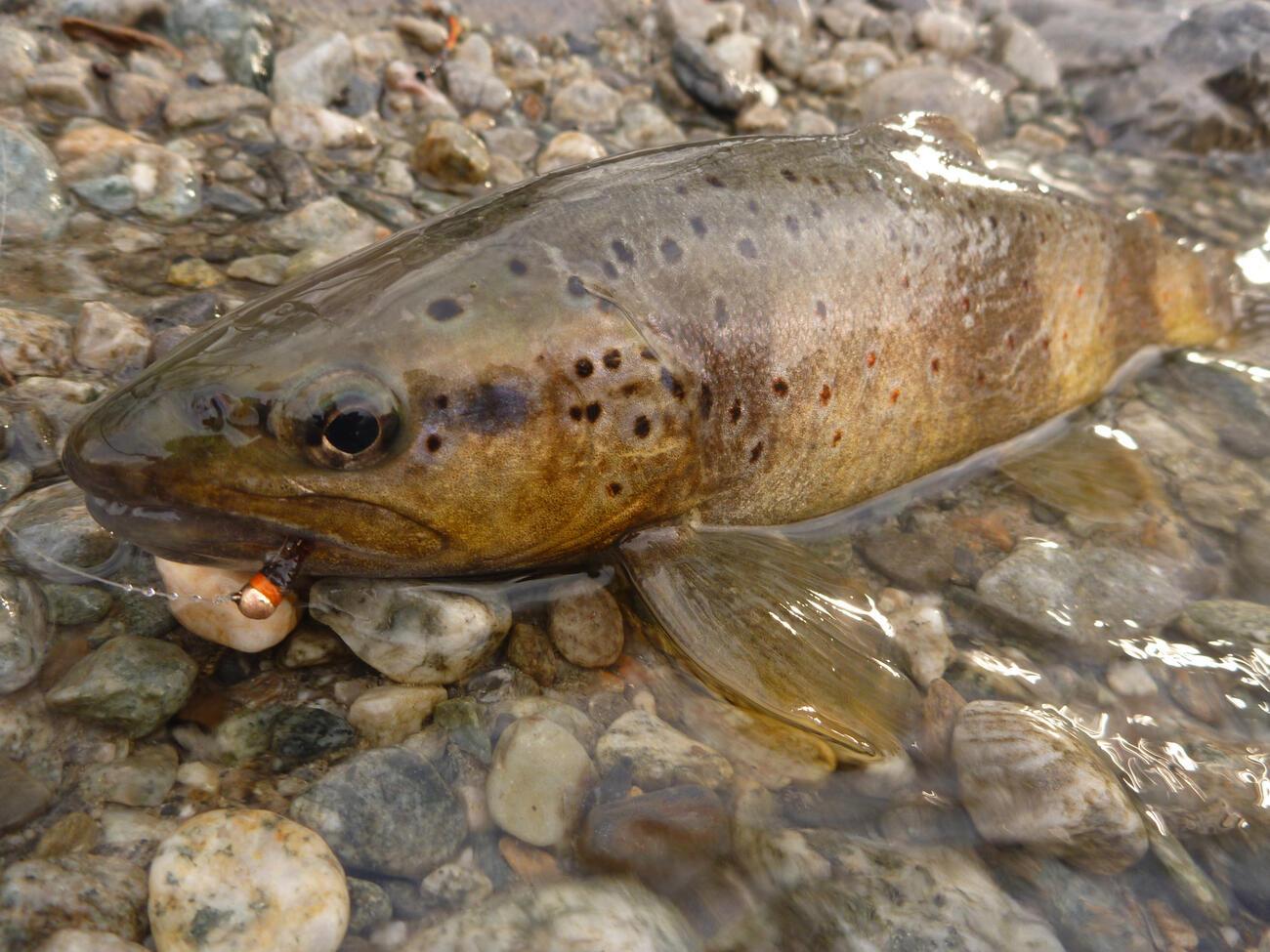 Best 10' 3wt fly rods comparative review | Trout & Co