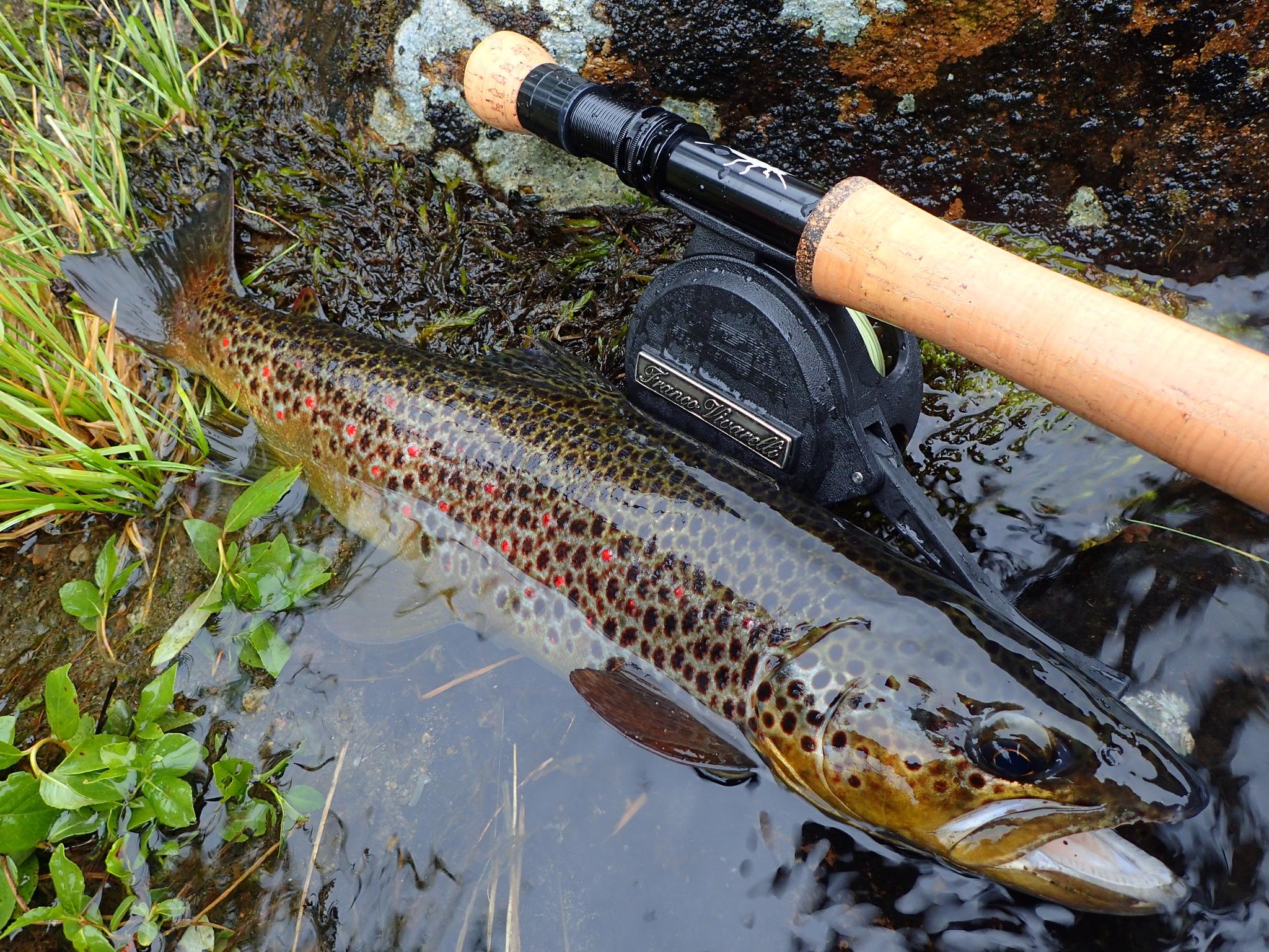 Review : Echo Shadow II 10' 2wt fly rod | Trout & Co