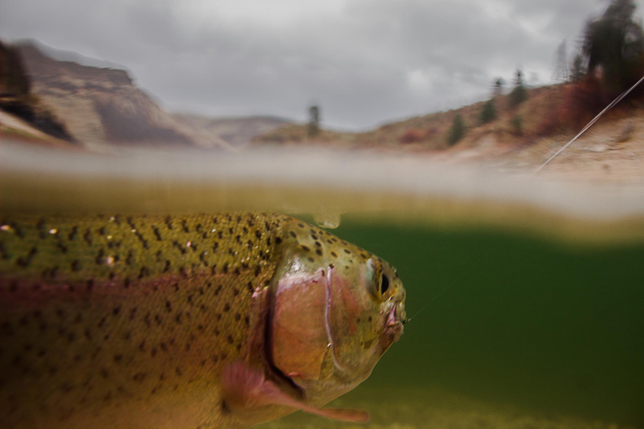 Underwater Photography | Trout & Co
