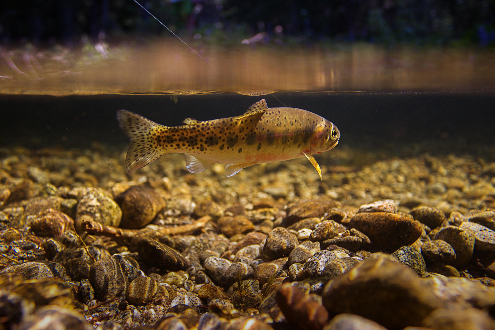 Underwater Photography | Trout & Co