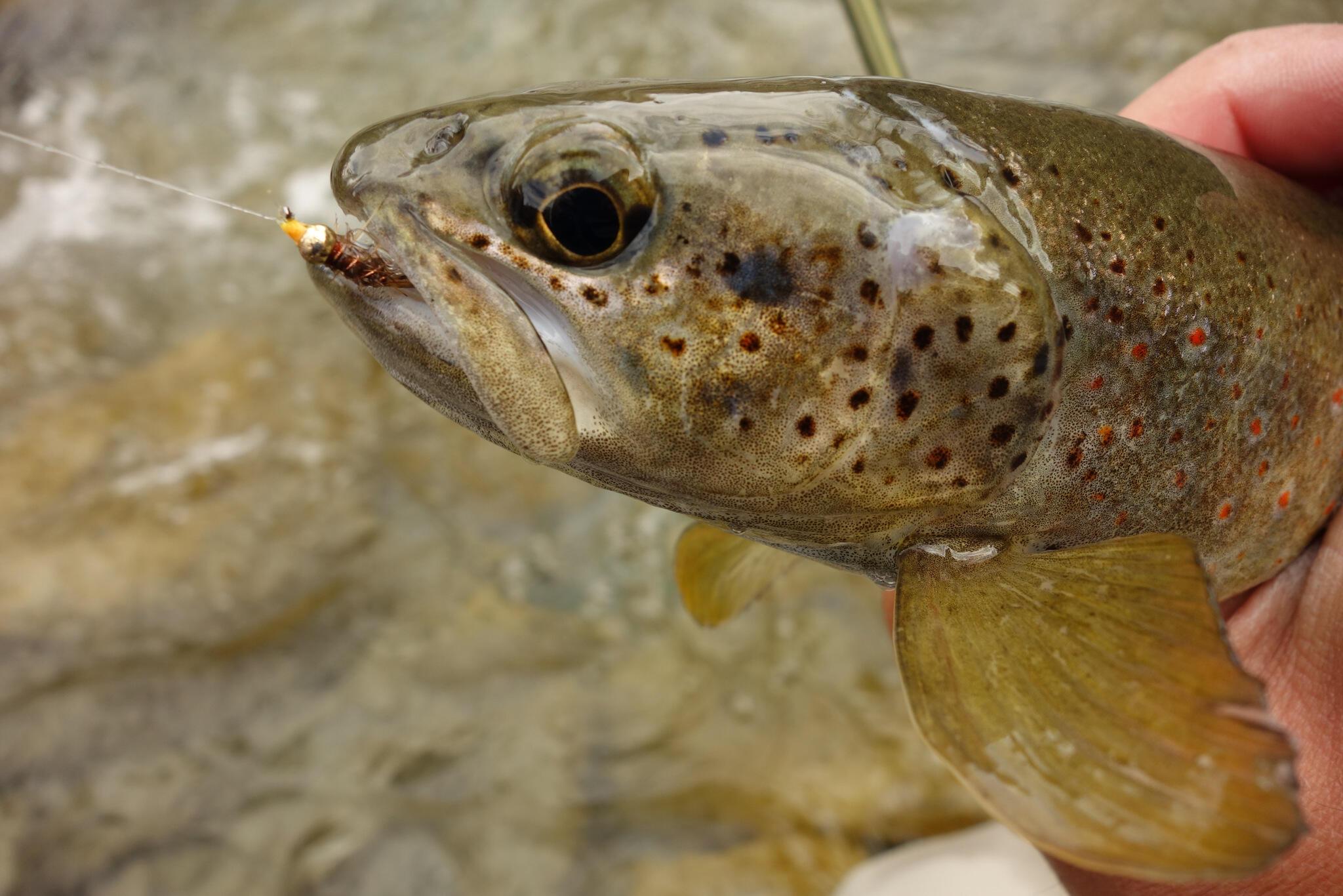 How to prevent hooks off ? | Trout & Co