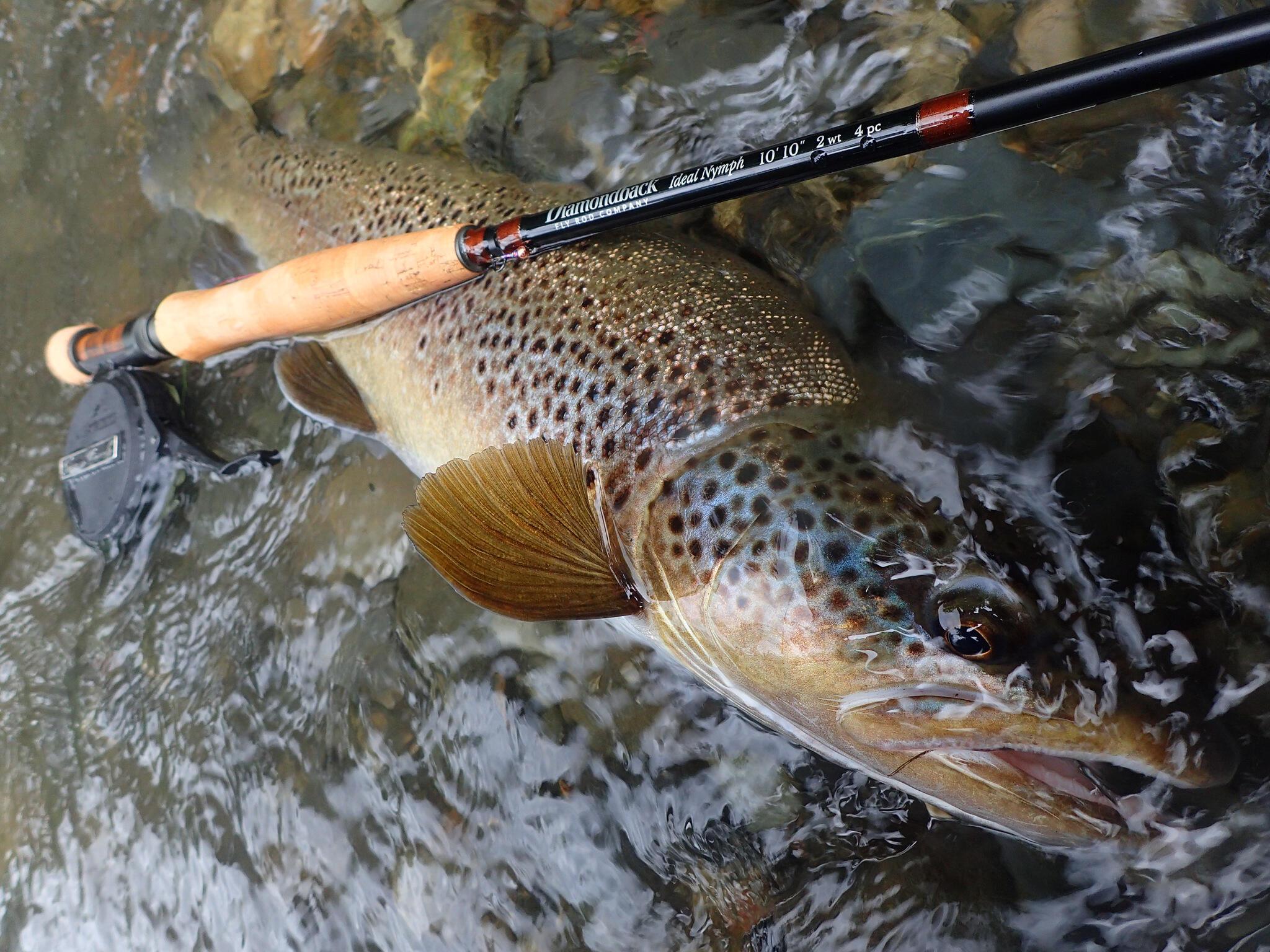 Review : Diamondback Ideal Nymph 10'10" 2wt | Trout & Co